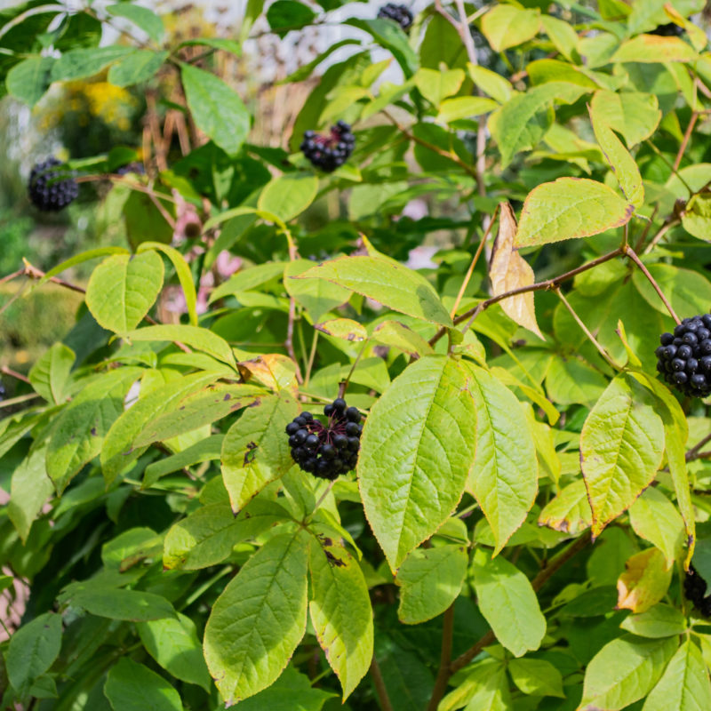 Webinar 1/21/21 Stress and Blues - EnergiquePro